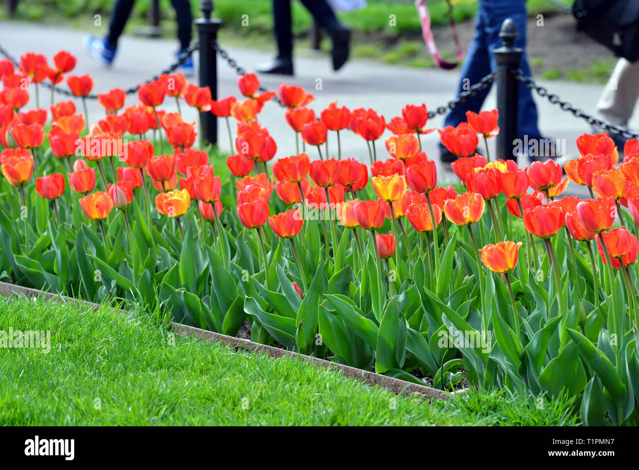 Fence post flowers hi-res stock photography and images - Alamy