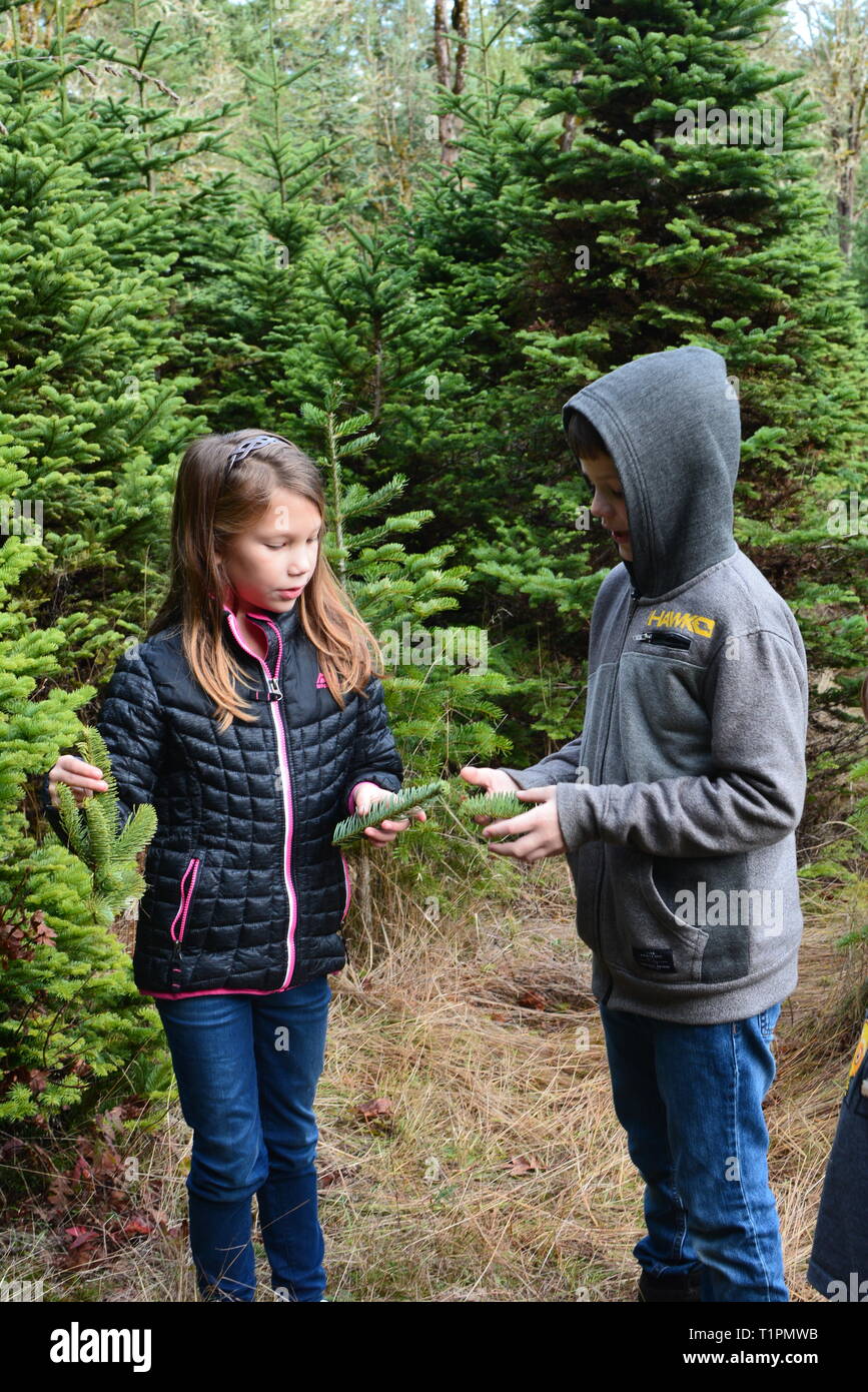 kids in the trees Stock Photo - Alamy