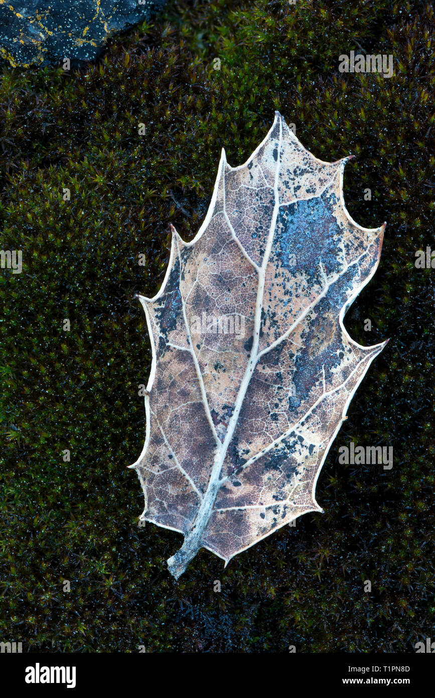 A fallen leaf can be a study in the elegant forms of nature, here ...