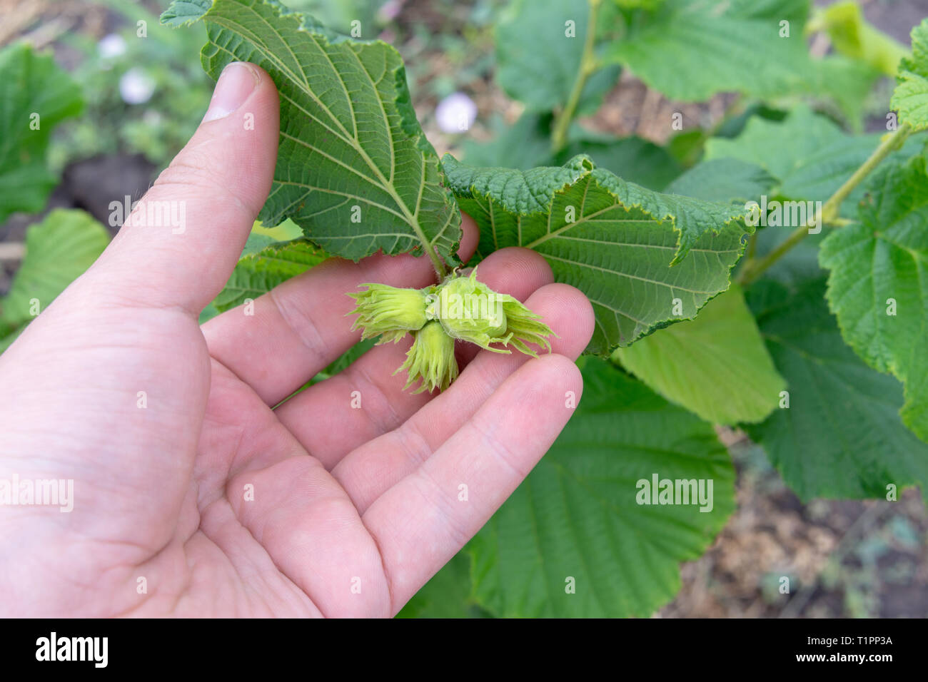 Hazelnut nuts in the spring in the hand of man. Growing hazelnut ...