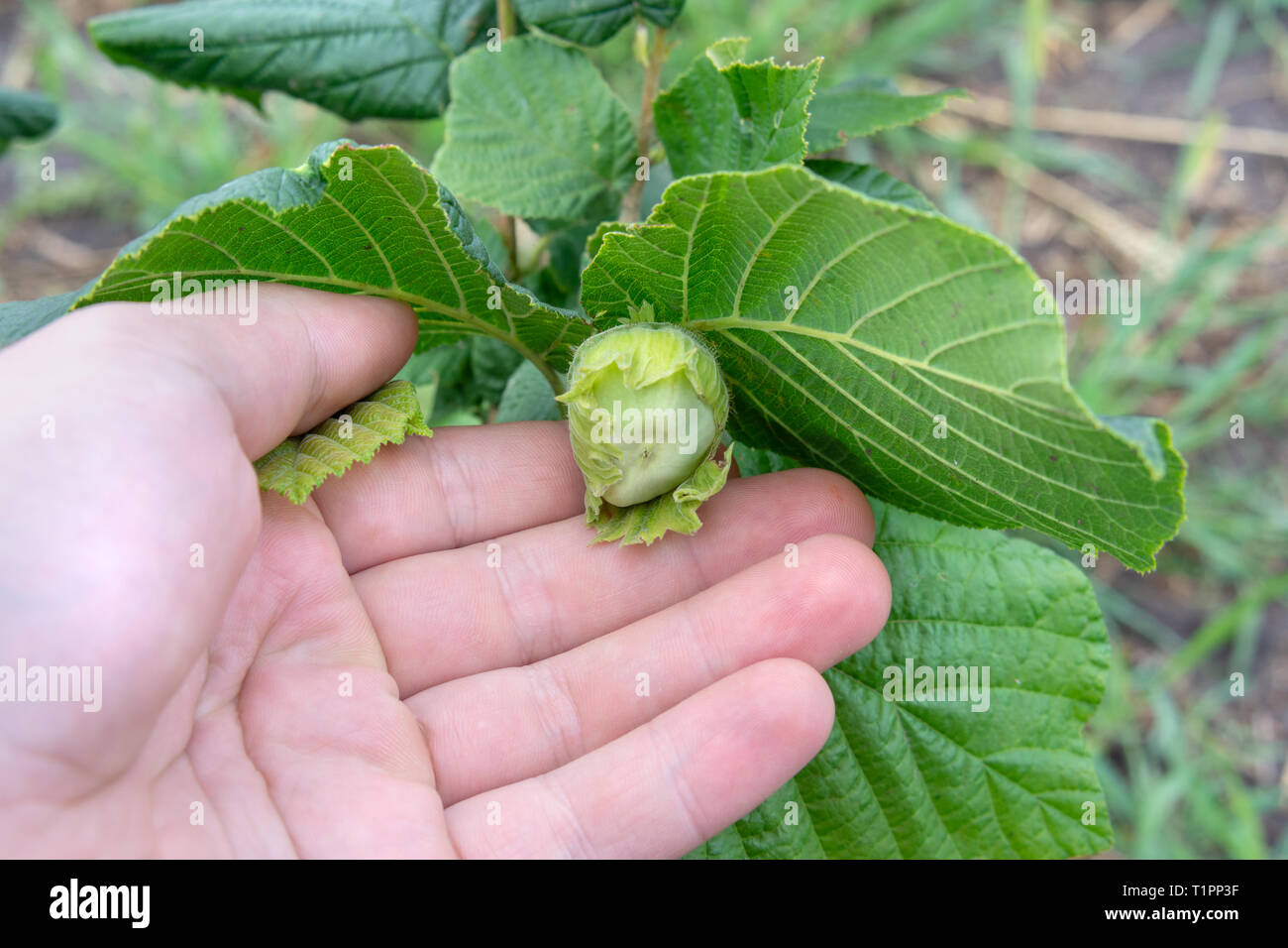 Hazelnut nuts in the spring in the hand of man. Growing hazelnut ...