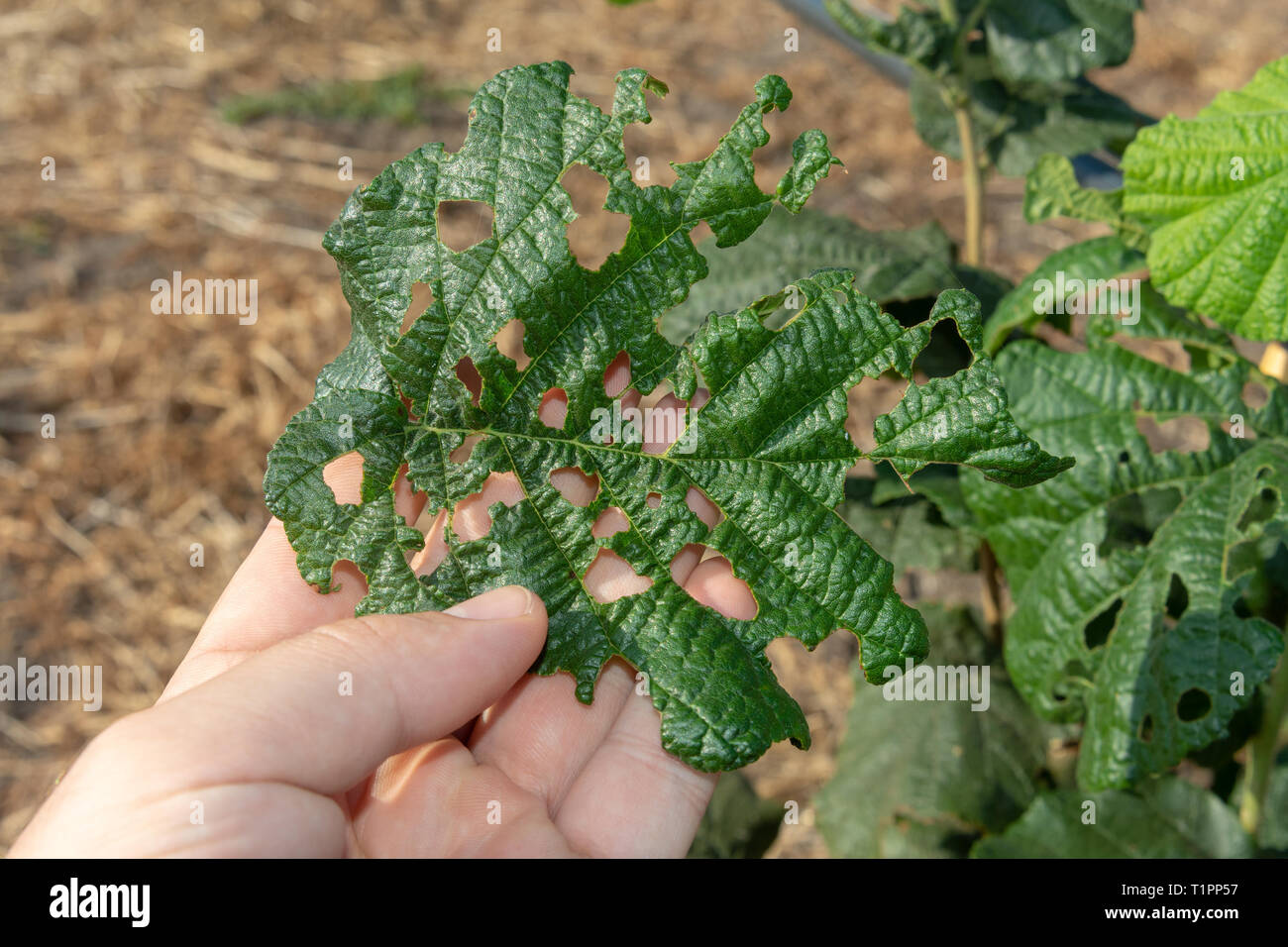 Damaged hazelnut nut leaves rot closeup in a human hand. Hazelnut ...