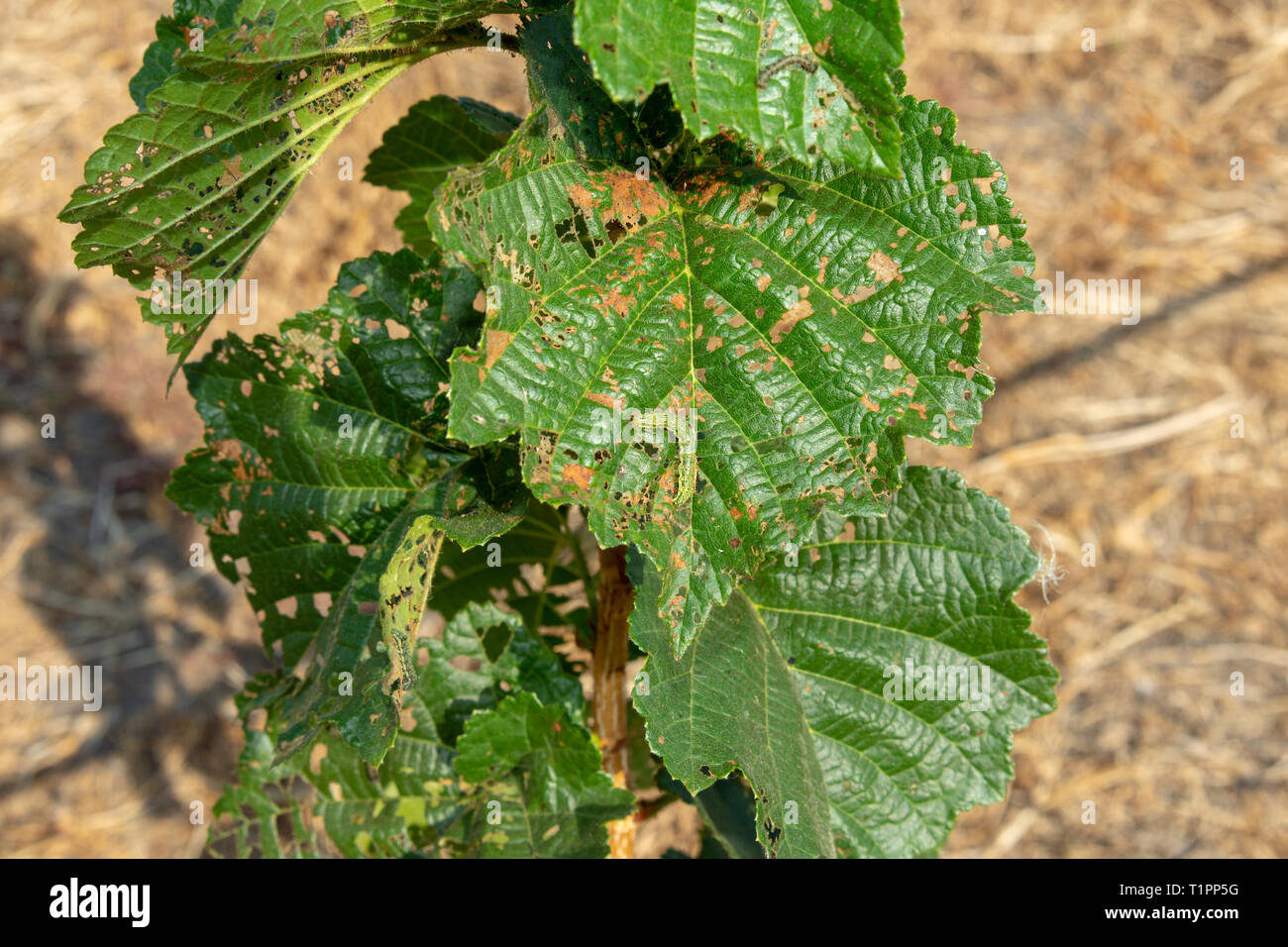 Diseases and pests of nuts and leaves of hazelnut bushes close-up ...