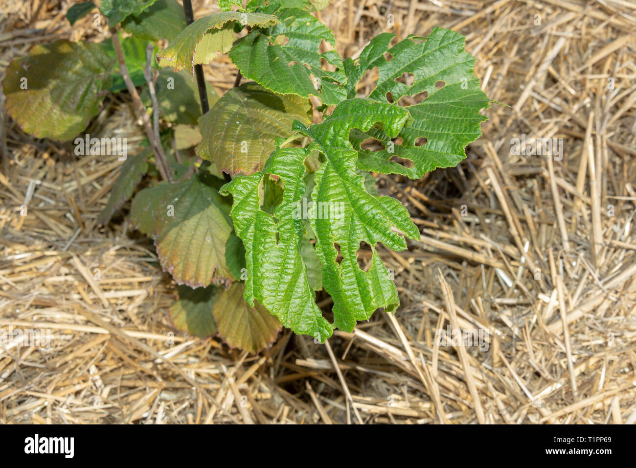 Damaged nut garden diseases. Closeup of hazelnut leaves with ...