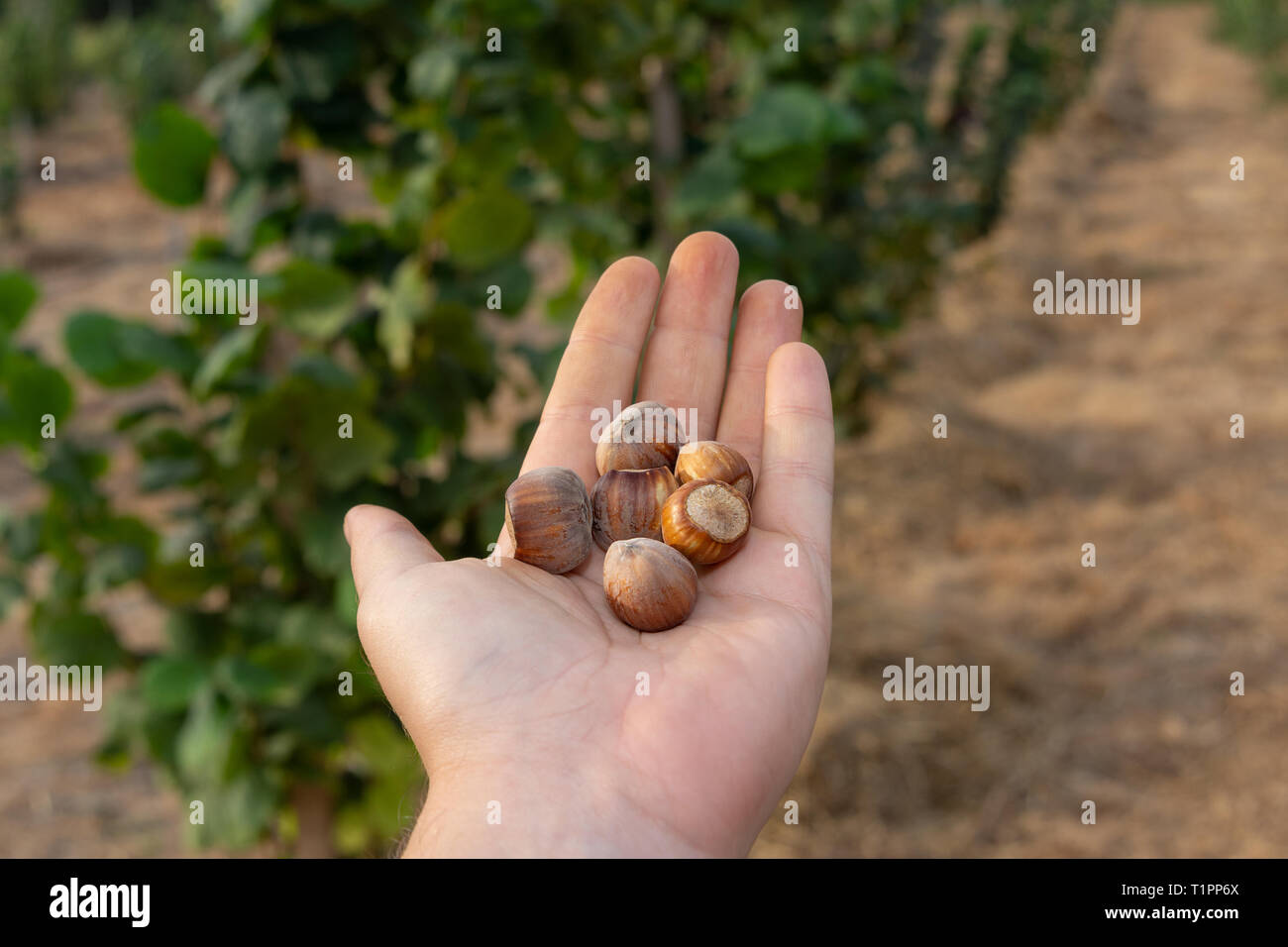 hazelnuts lie in the hand of a man close up against background of a nut ...