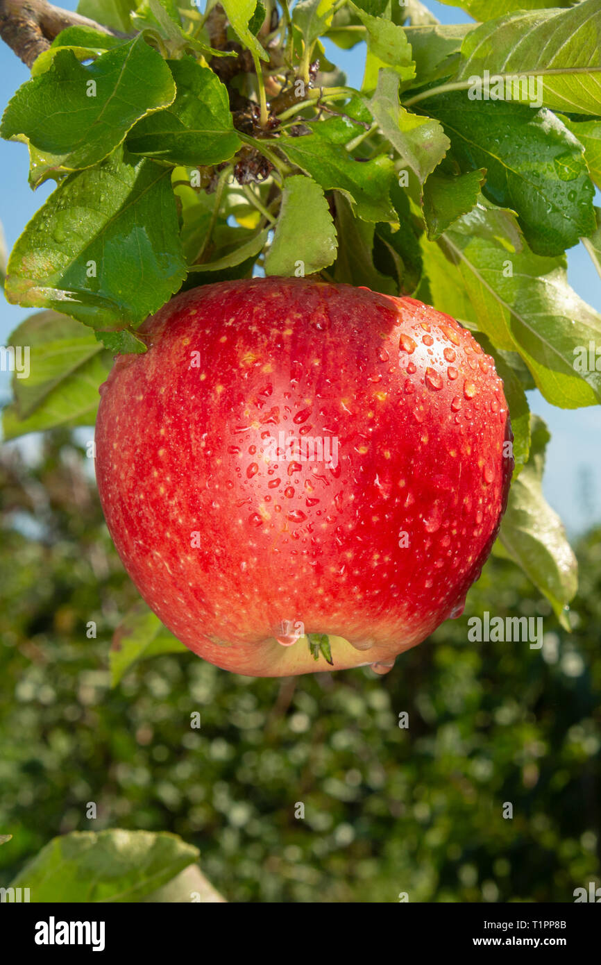 branch with red apples close-up on a background of apple orchard and ...