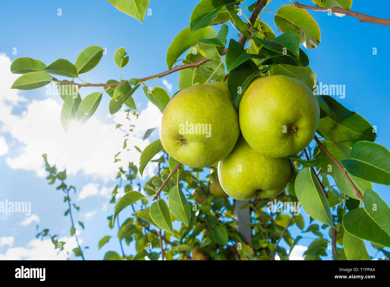 Pear fruit. Close up of a tree with a crop against blue sky and green ...