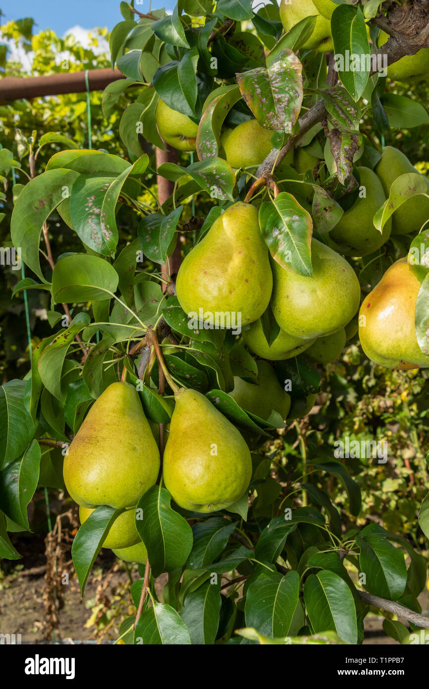 Pear fruit. Close up of a tree with a crop against blue sky and green ...