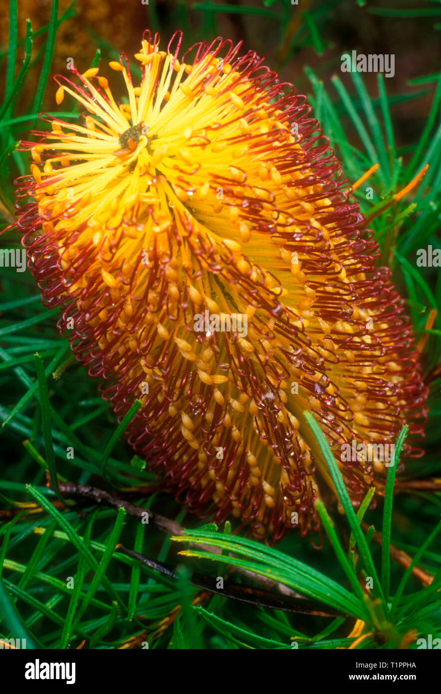 BANKSIA SPINULOSA (HAIRPIN BANKSIA Stock Photo - Alamy