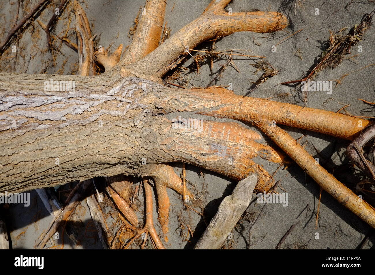 Tree roots exposed due to constant low and high tide Stock Photo - Alamy