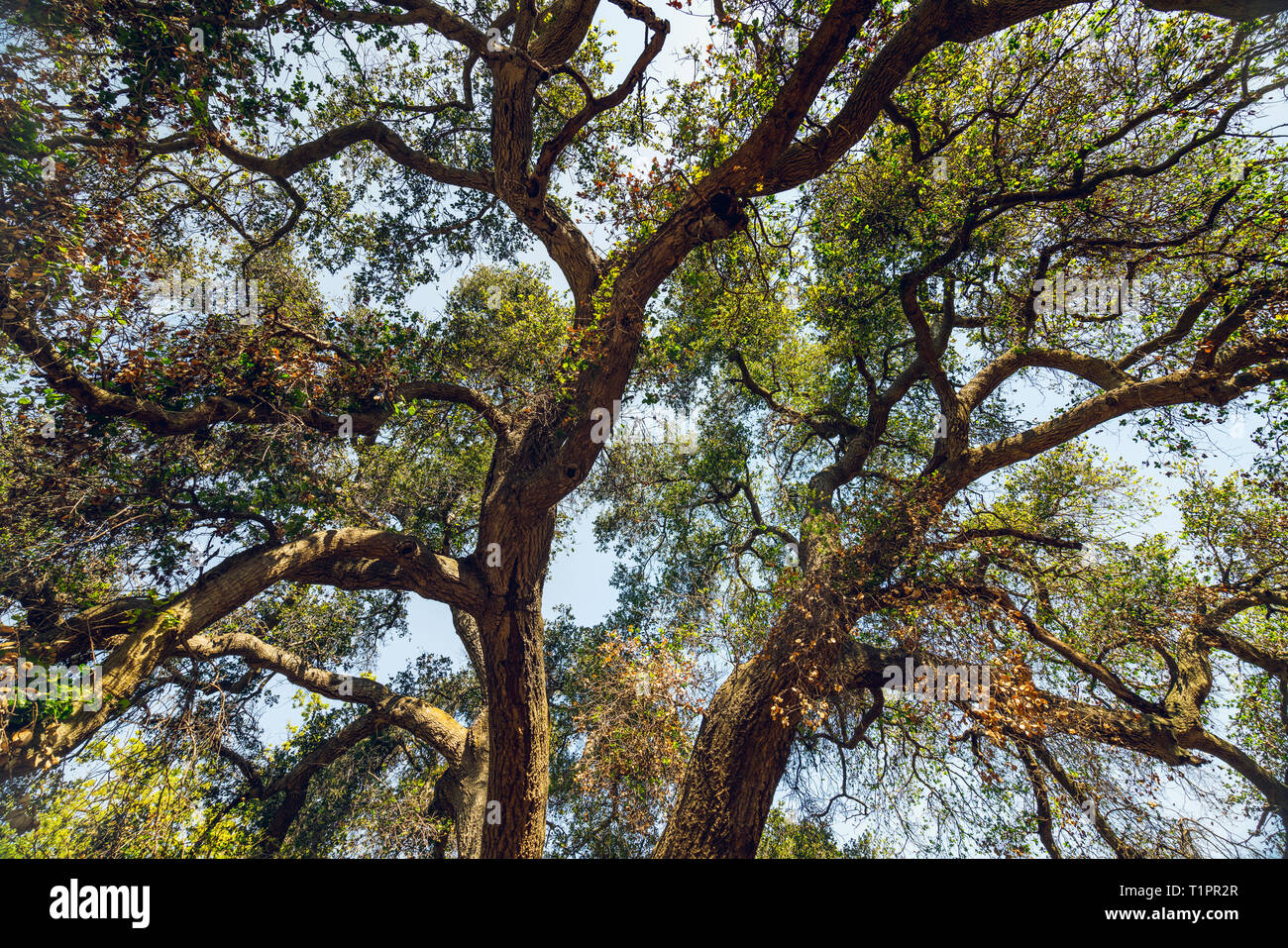 Looking Up Into Oak Tree High Resolution Stock Photography and Images ...