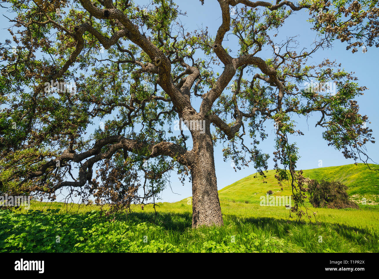 Oak tree leaves with sun in spring hi-res stock photography and images ...
