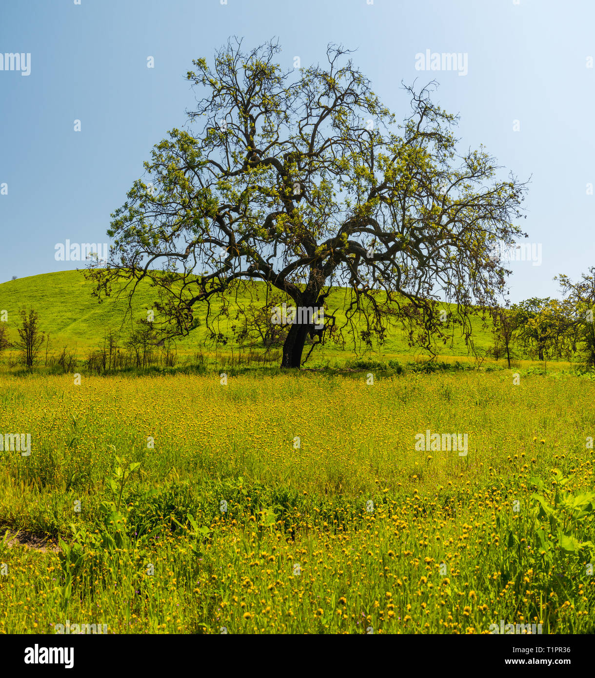 Oak tree and field of blossom flowers Stock Photo - Alamy