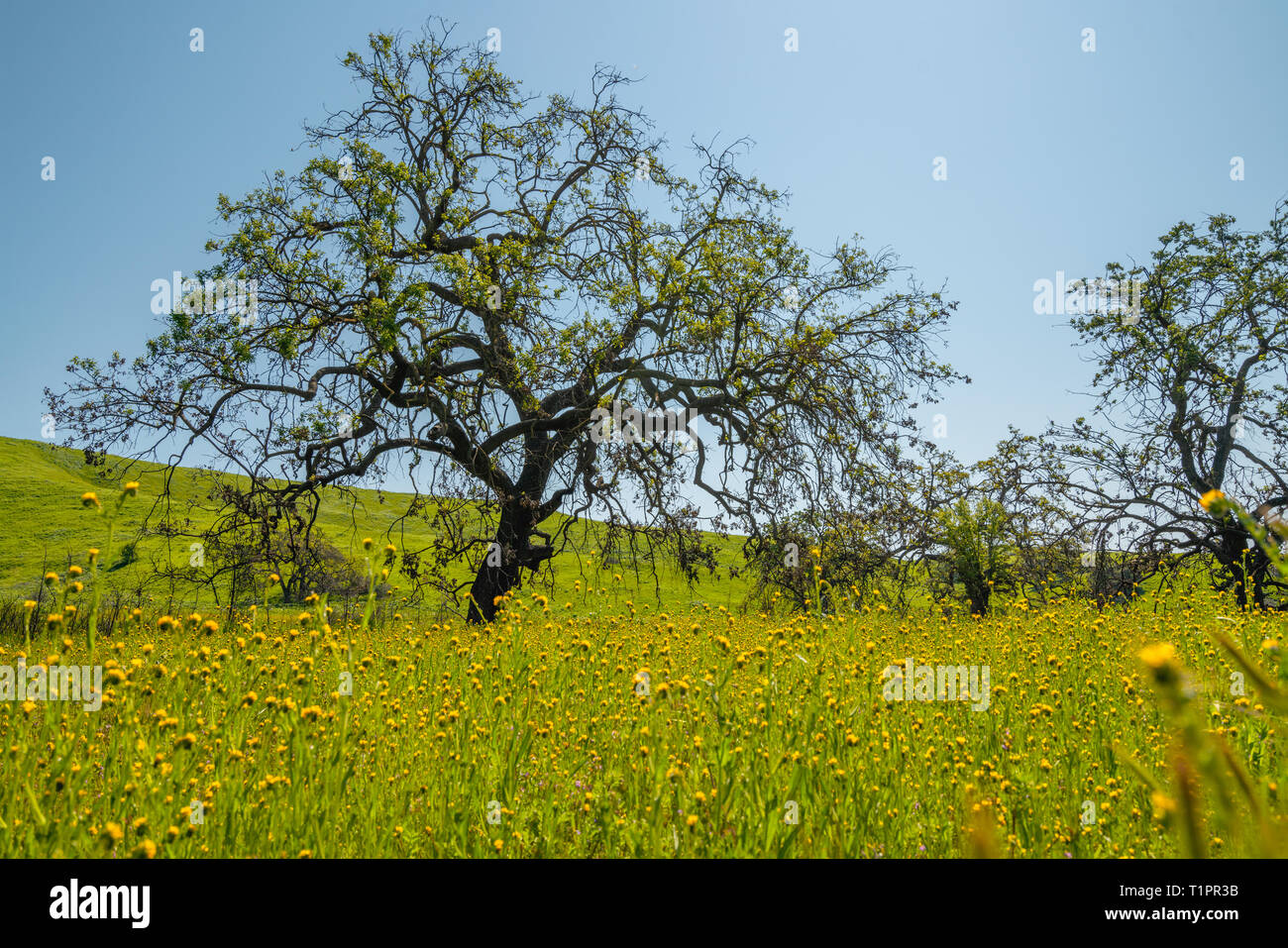 Field of flowers and Oak Trees Stock Photo - Alamy