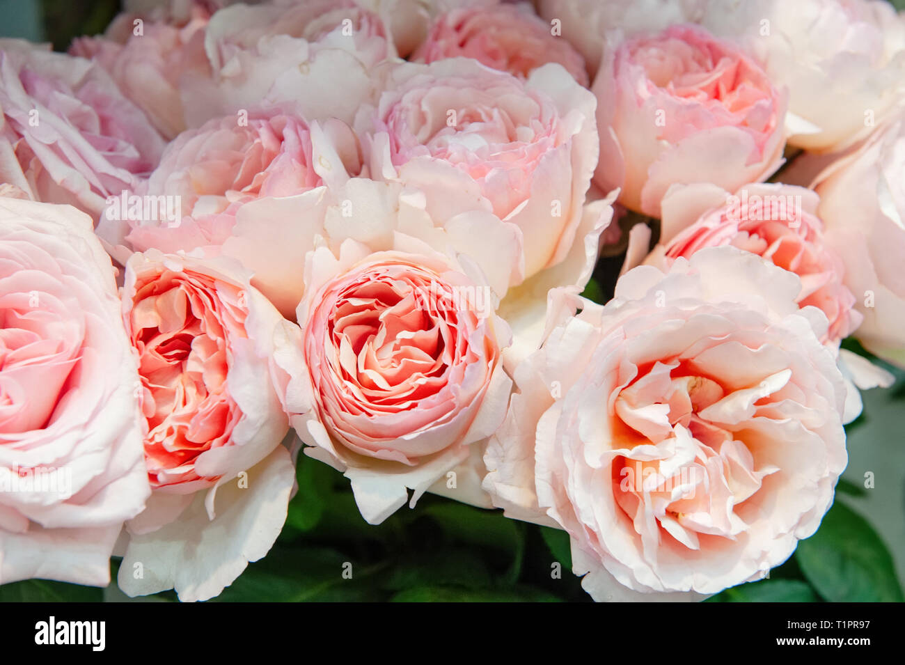 Exotic Roses of pink modern elite varieties in the bouquet as a gift ...