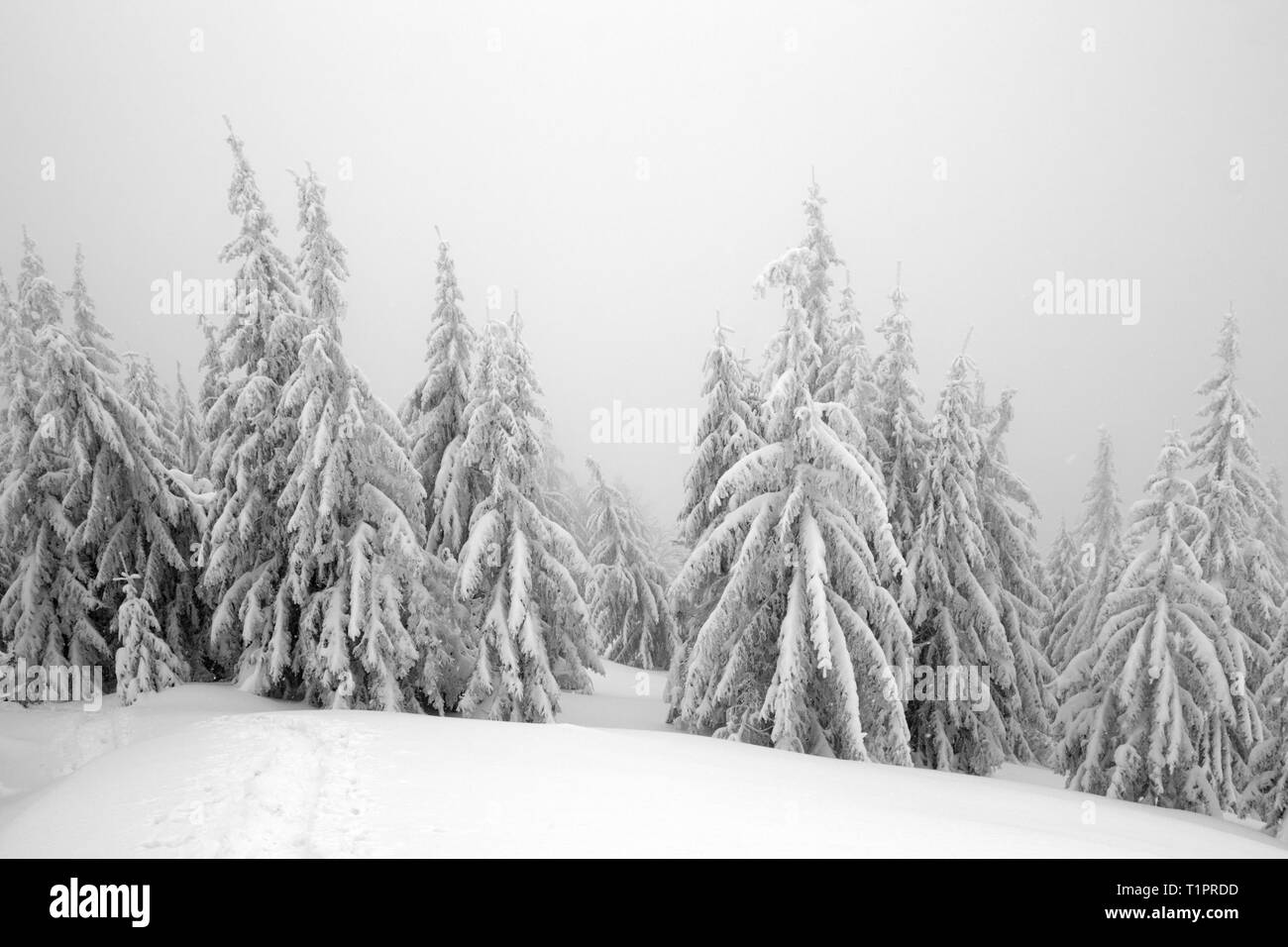 Mountain spruce forest landscape Black and White Stock Photos & Images ...