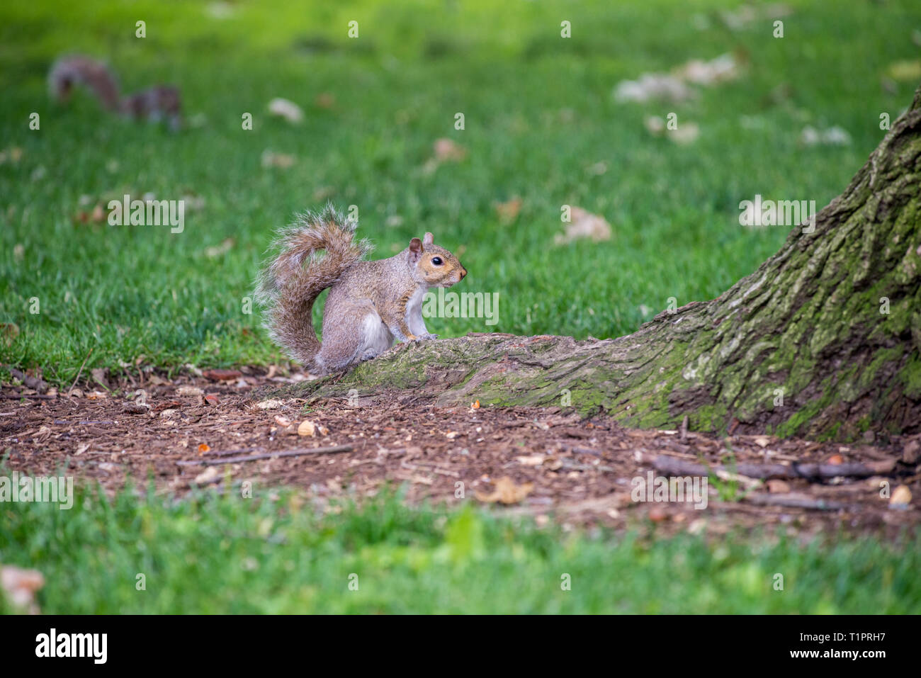 Cute Squirrel in the grass Stock Photo - Alamy