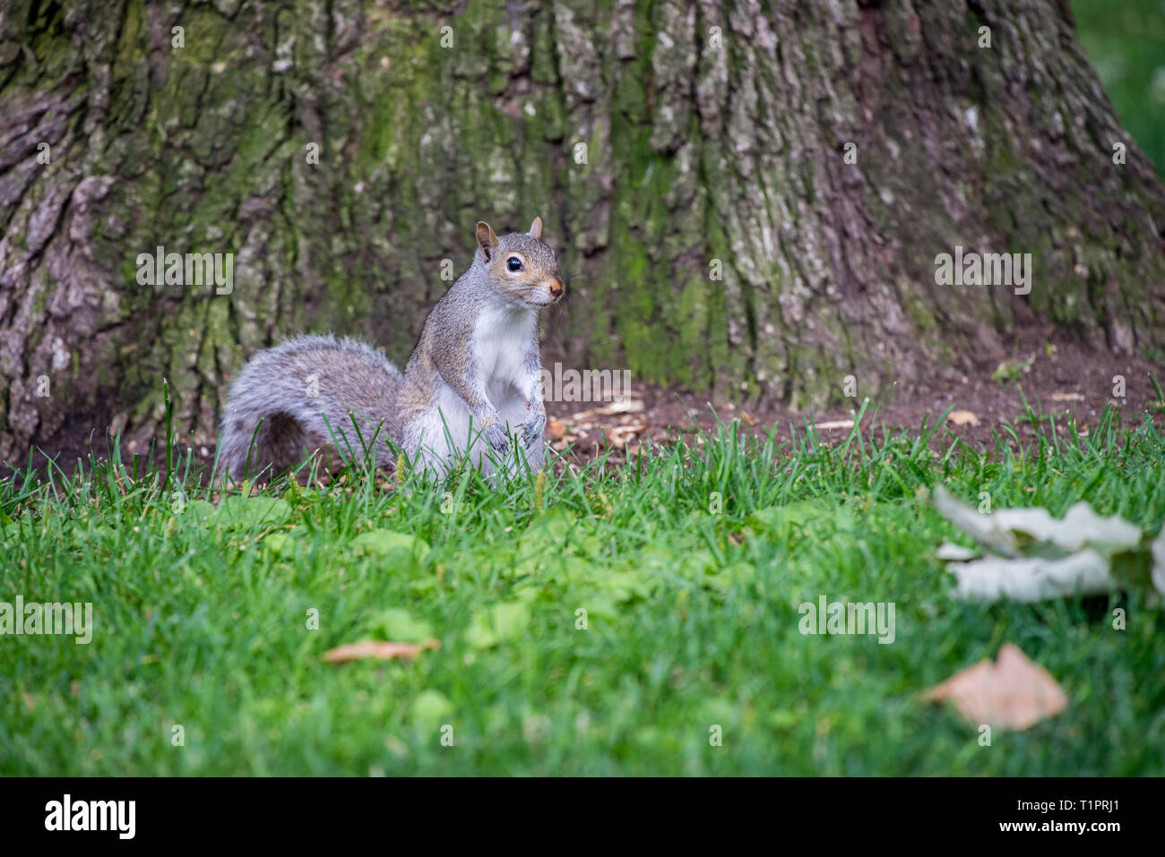 Cute Squirrel in the grass Stock Photo - Alamy