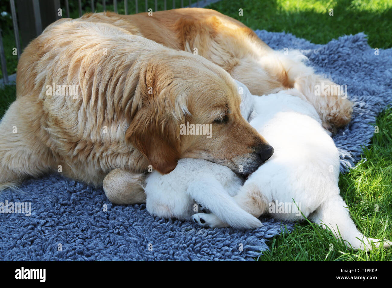 golden retriever mom with puppy Stock Photo - Alamy