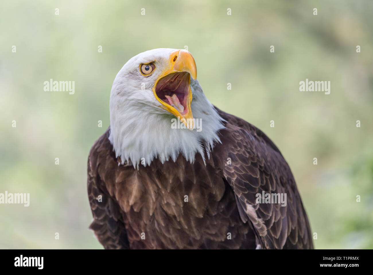 Bald eagle front profile closeup hi-res stock photography and images - Alamy