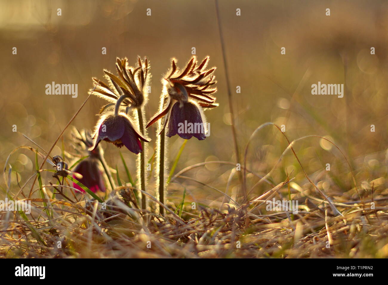 Blooming eastern pasque flower hi-res stock photography and images - Alamy