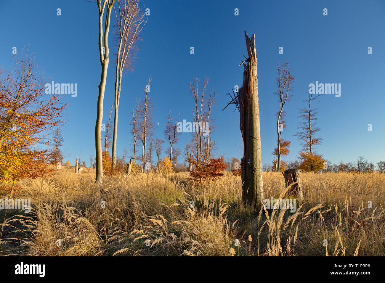 Dry meadow landscape hi-res stock photography and images - Alamy