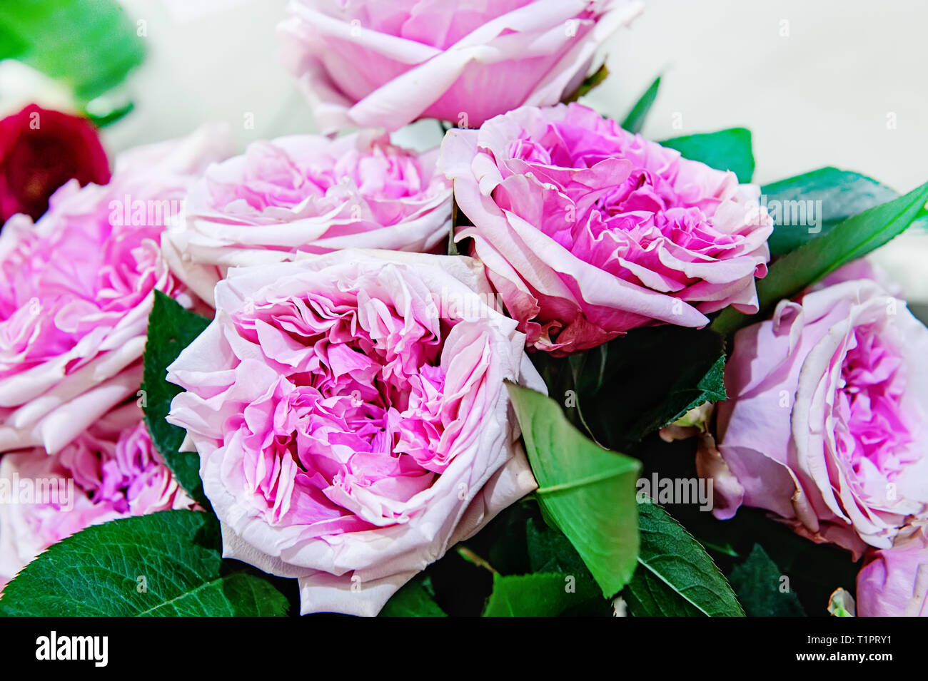Exotic Roses of pink modern elite varieties in the bouquet as a gift ...