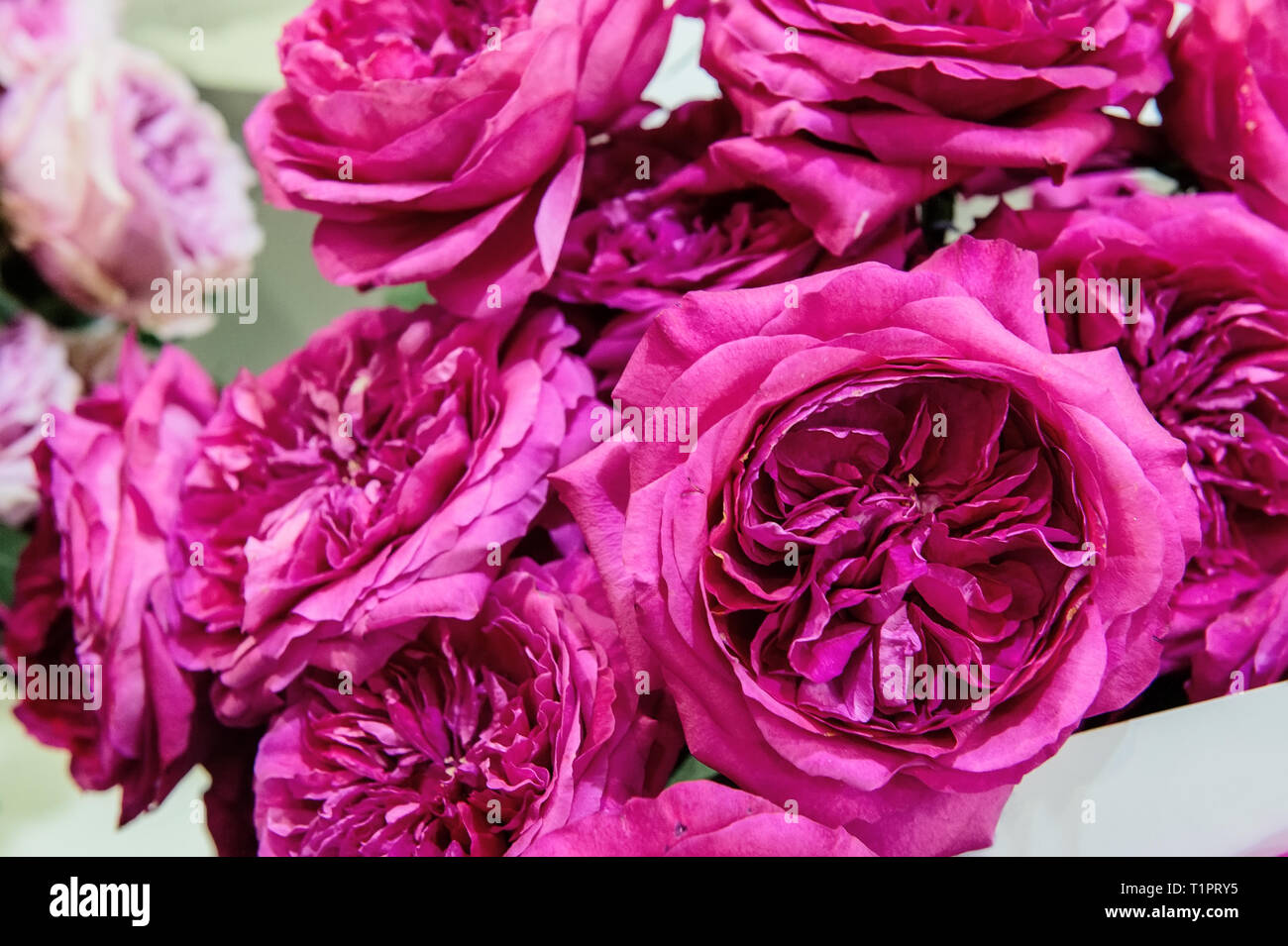 Exotic Roses of pink modern elite varieties in the bouquet as a gift ...
