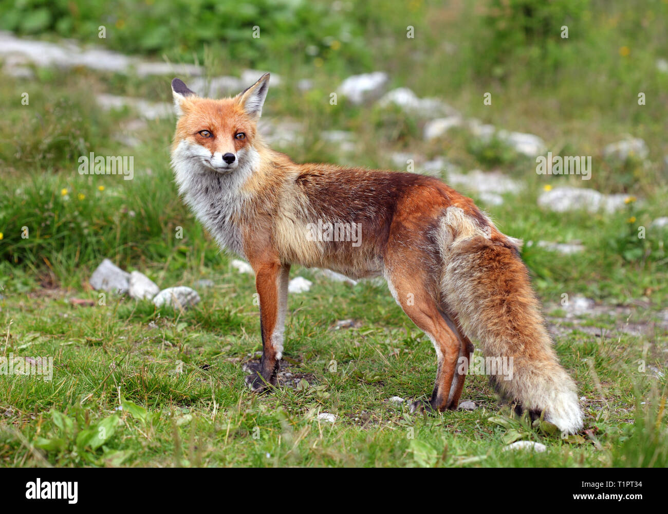 Fox in nature Stock Photo - Alamy