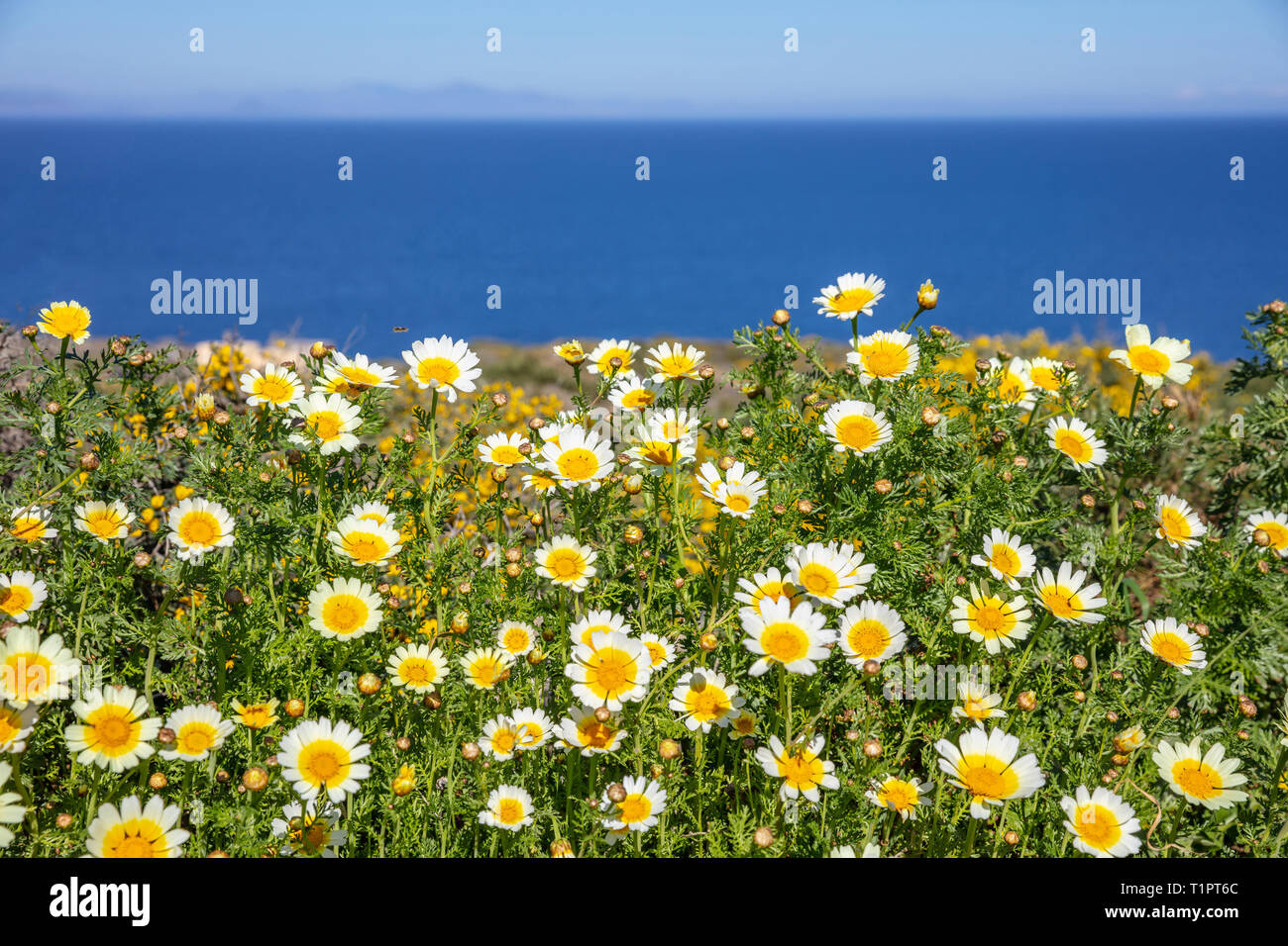 Sea daisies hi-res stock photography and images - Alamy