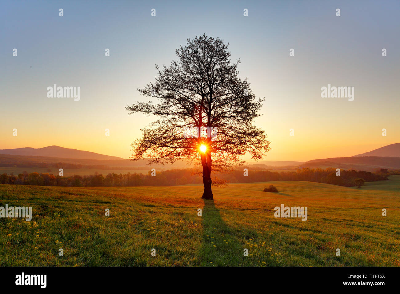 The tree and the sun hi-res stock photography and images - Alamy