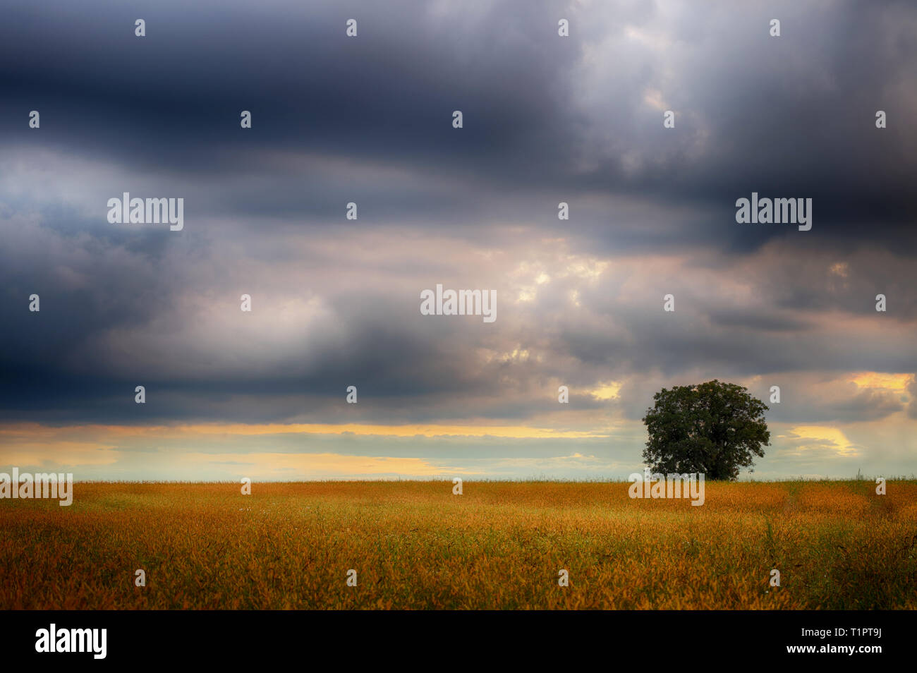 Landscape, sunny dawn in a field and meadow Stock Photo - Alamy