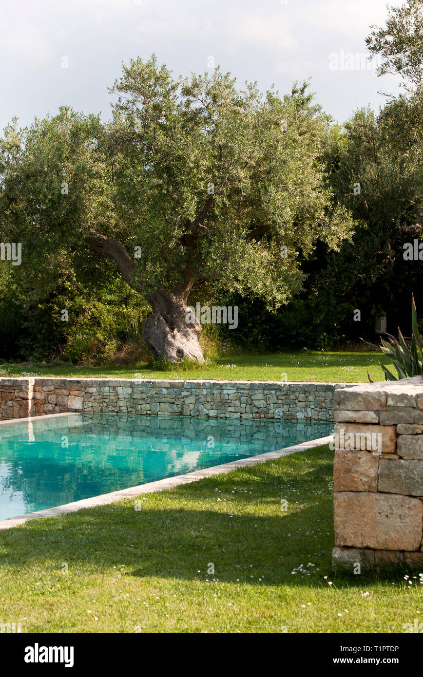 Olive tree swimming pool hi-res stock photography and images - Alamy