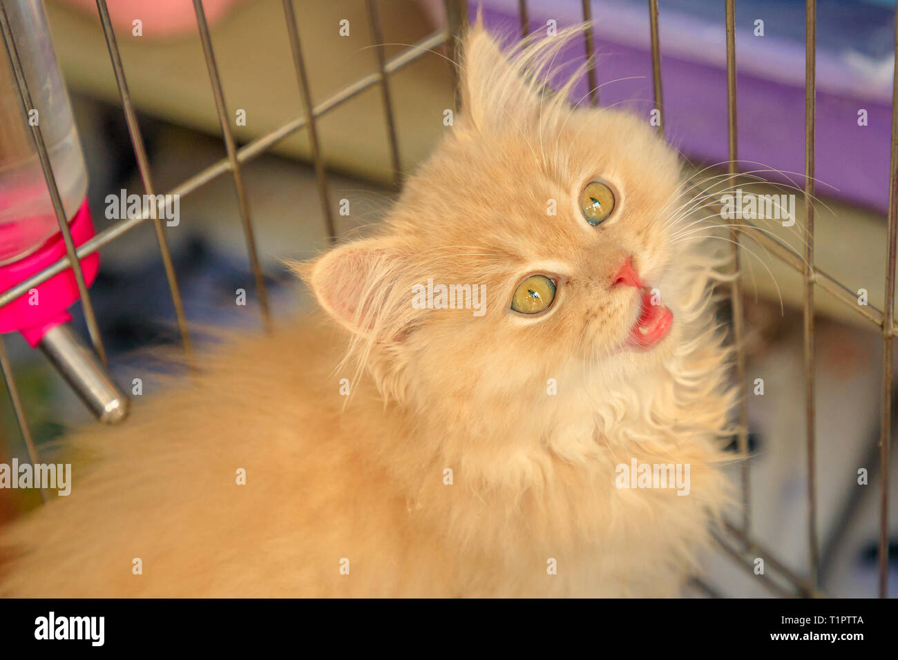 A red Turkish Angora cub cat portrait with green eyes looking miaowing ...