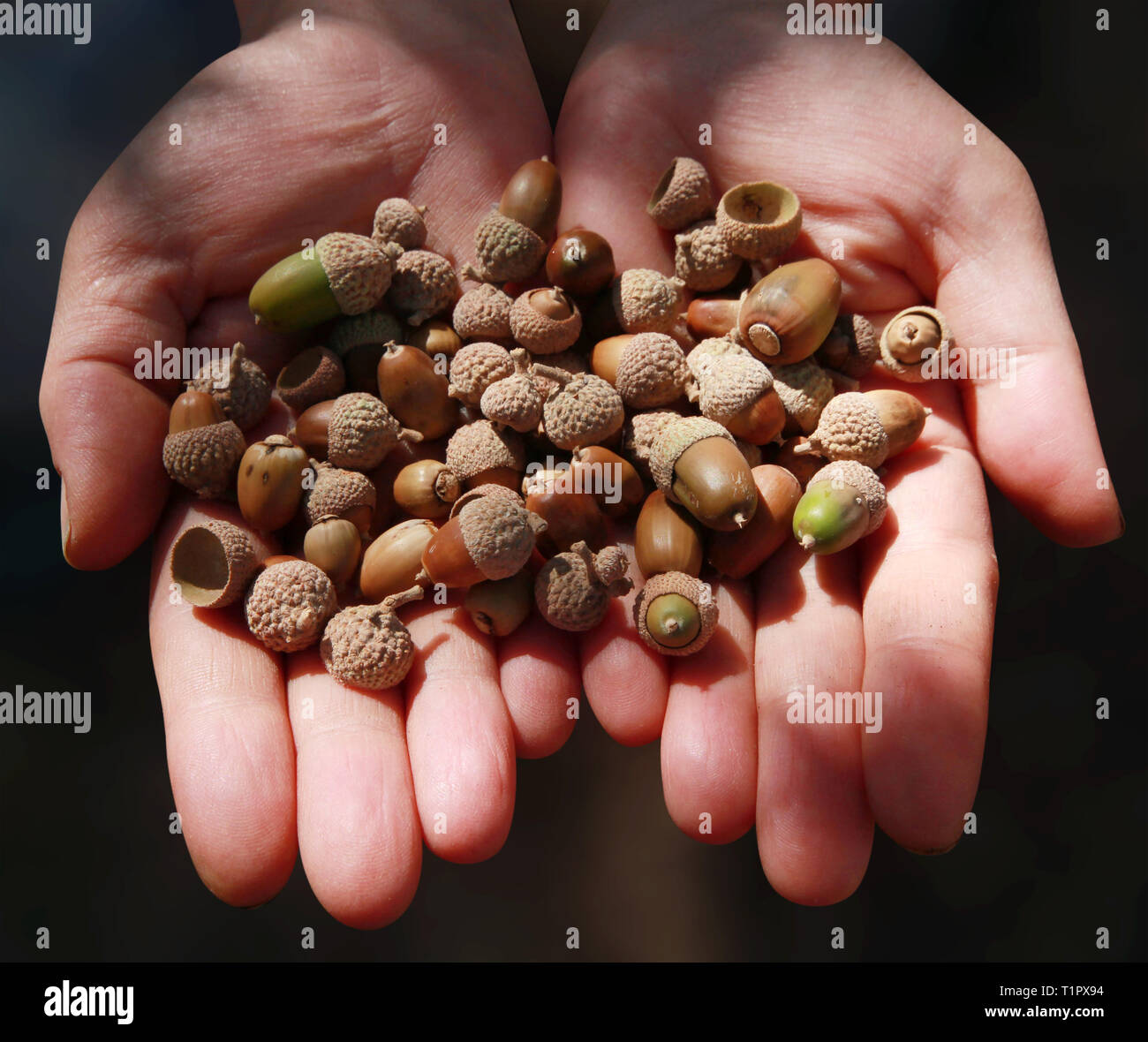 Small acorn, close-up hand Stock Photo - Alamy