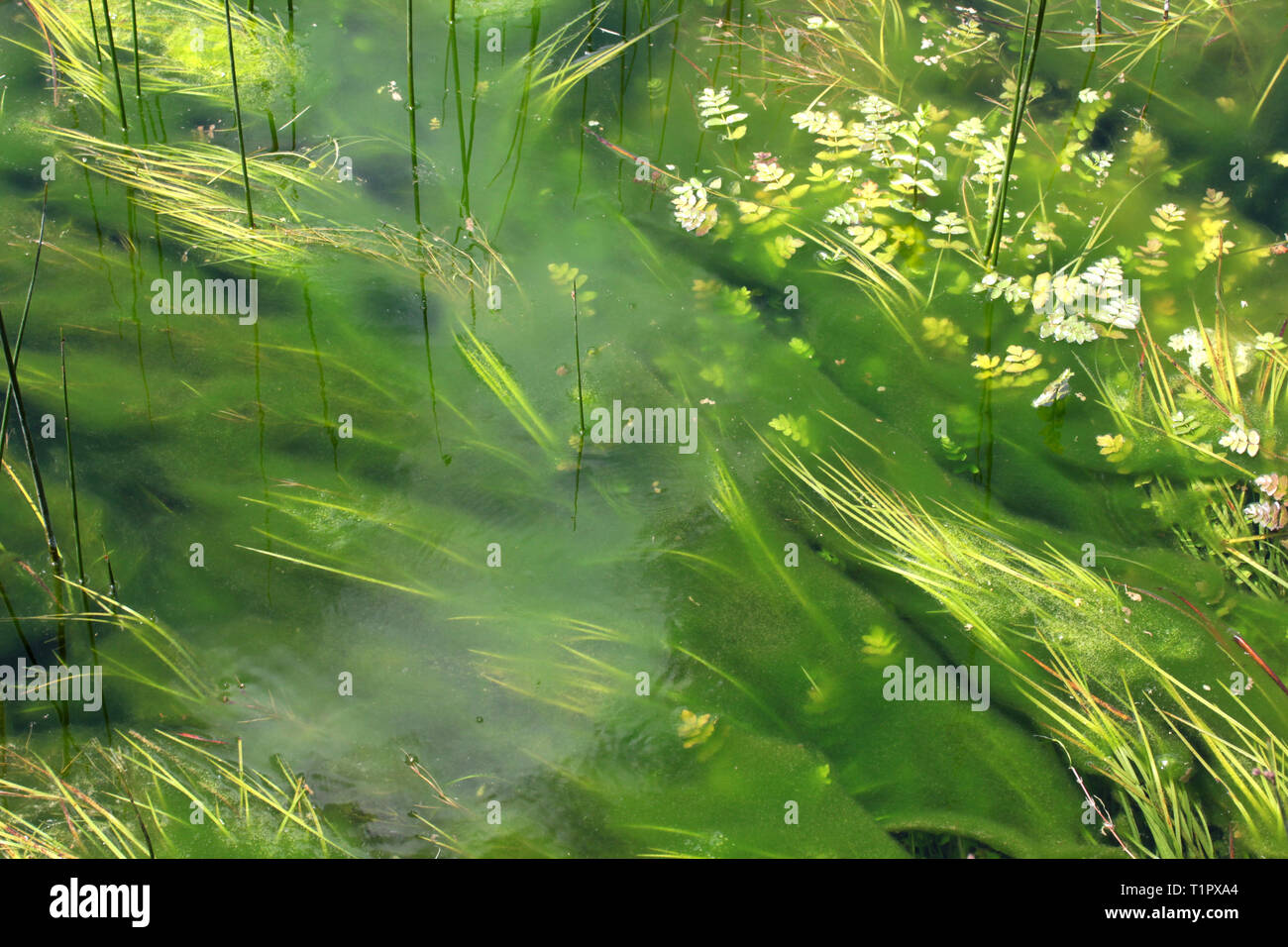 algae in the pond Stock Photo - Alamy
