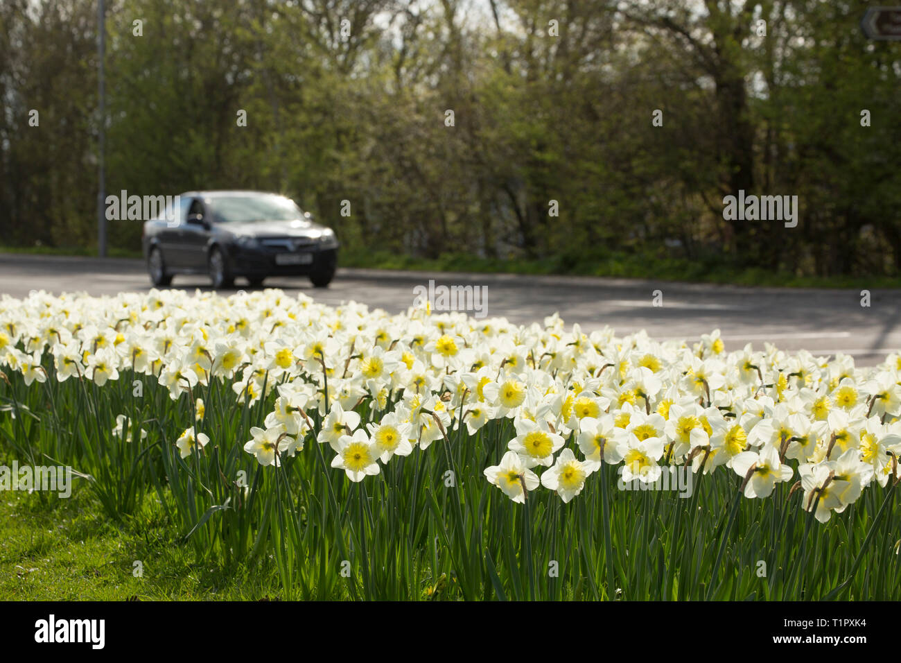 Daffodils near the end of March 2019 growing on a roadside verge next ...