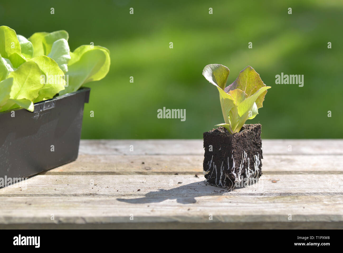 lettuce seedling plant on a garden table on green background Stock ...