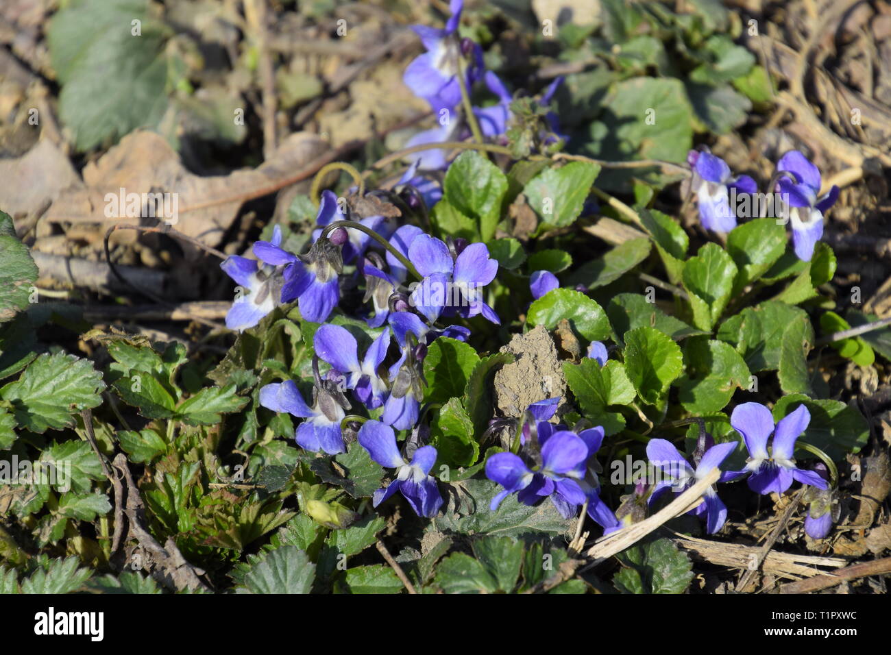 bloom violet blue in the garden, early flower Stock Photo - Alamy