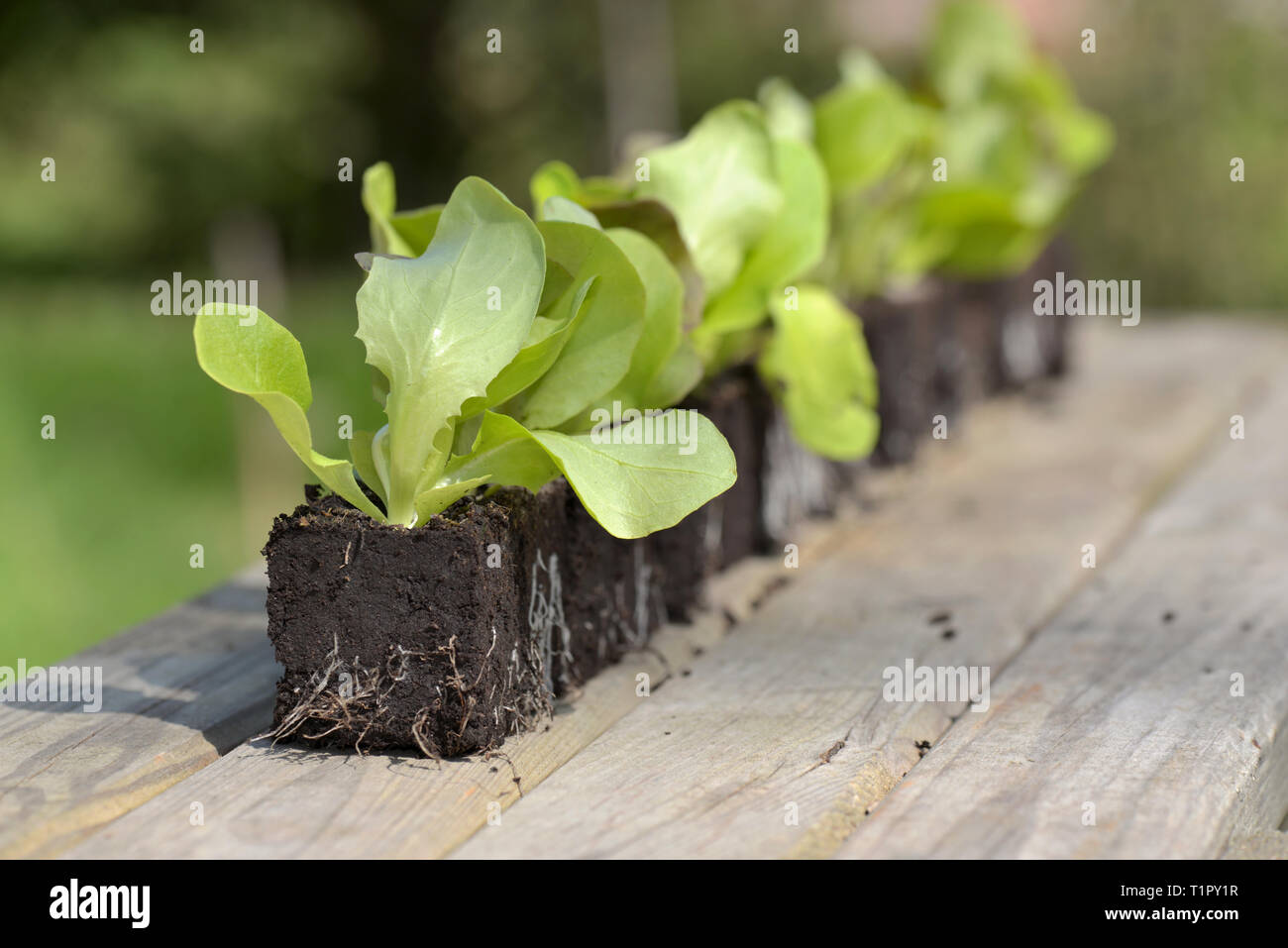 line of lettuce seedlings on a table garden Stock Photo - Alamy