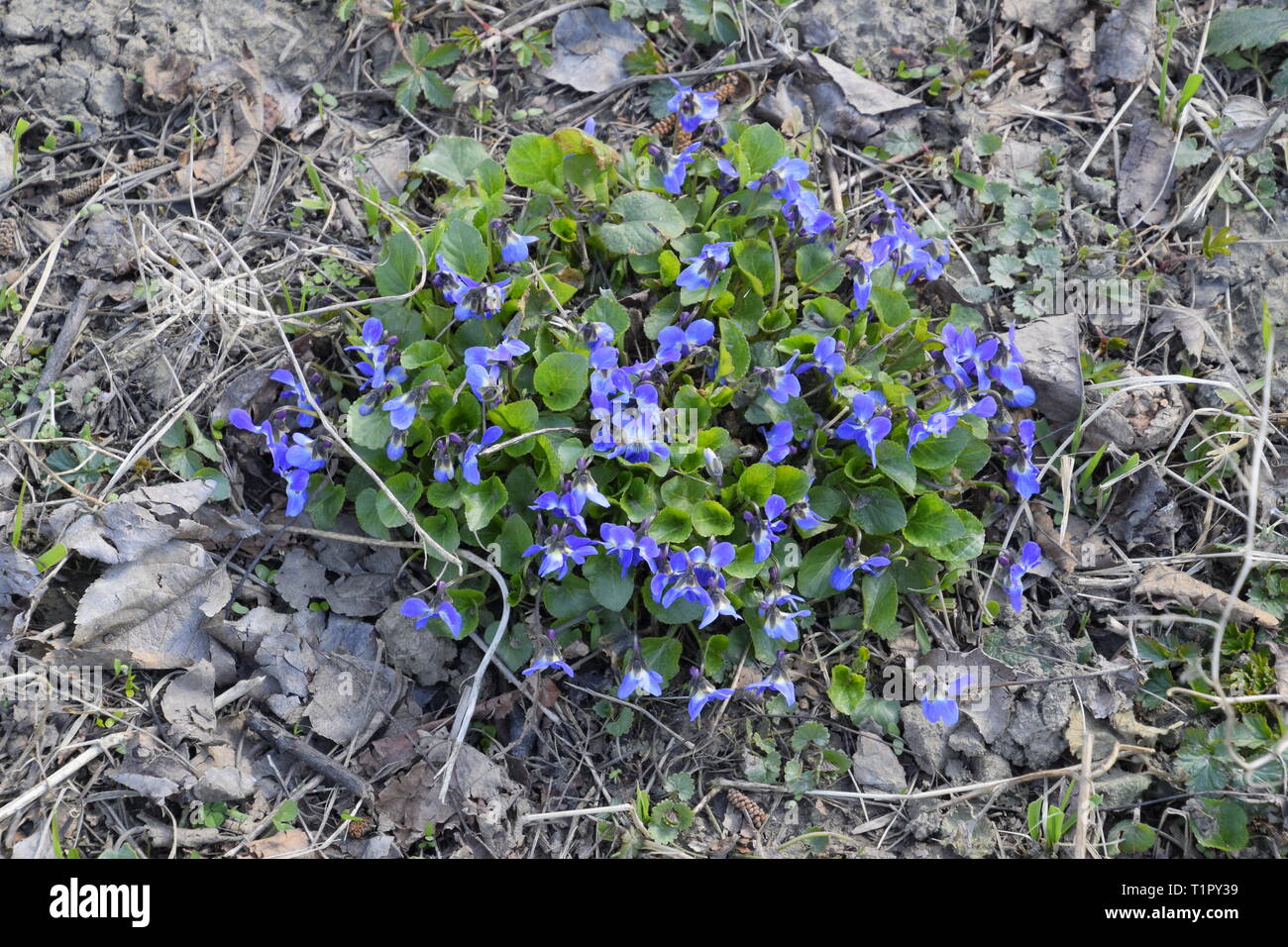 bloom violet blue in the garden, early flower Stock Photo - Alamy