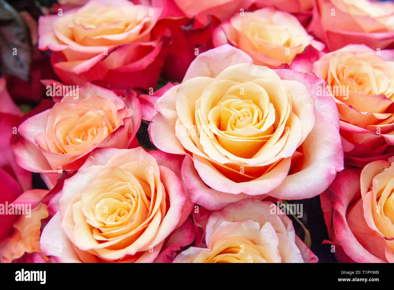 Exotic Roses of pink modern elite varieties in the bouquet as a gift ...