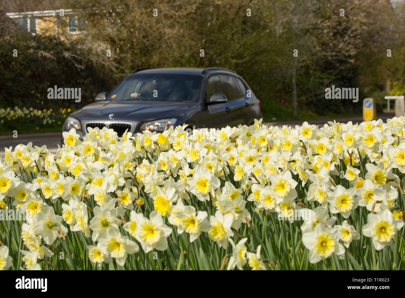 Roadside daffodils hi-res stock photography and images - Alamy