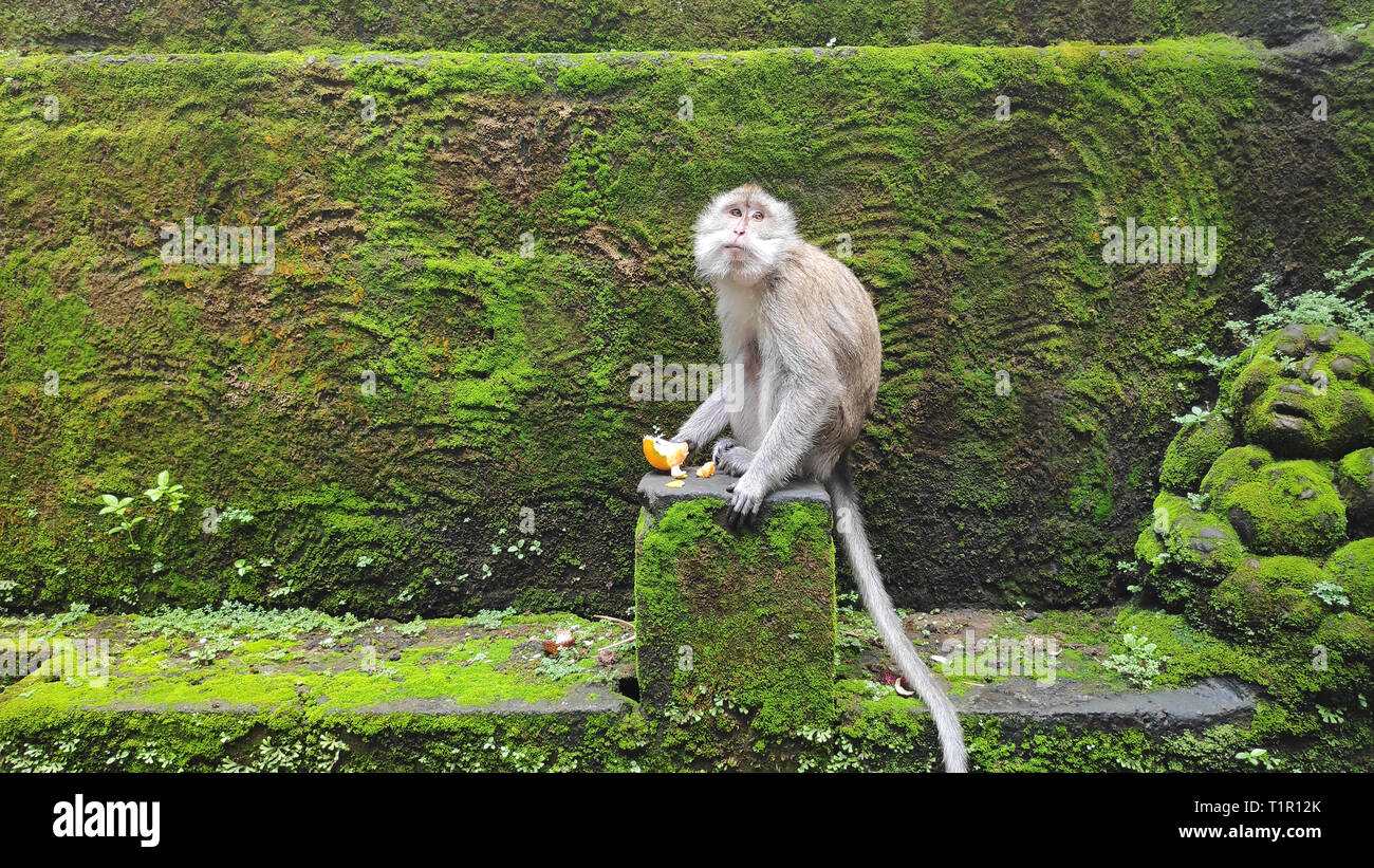 Portrait of a monkey sitting on a stone Stock Photo - Alamy