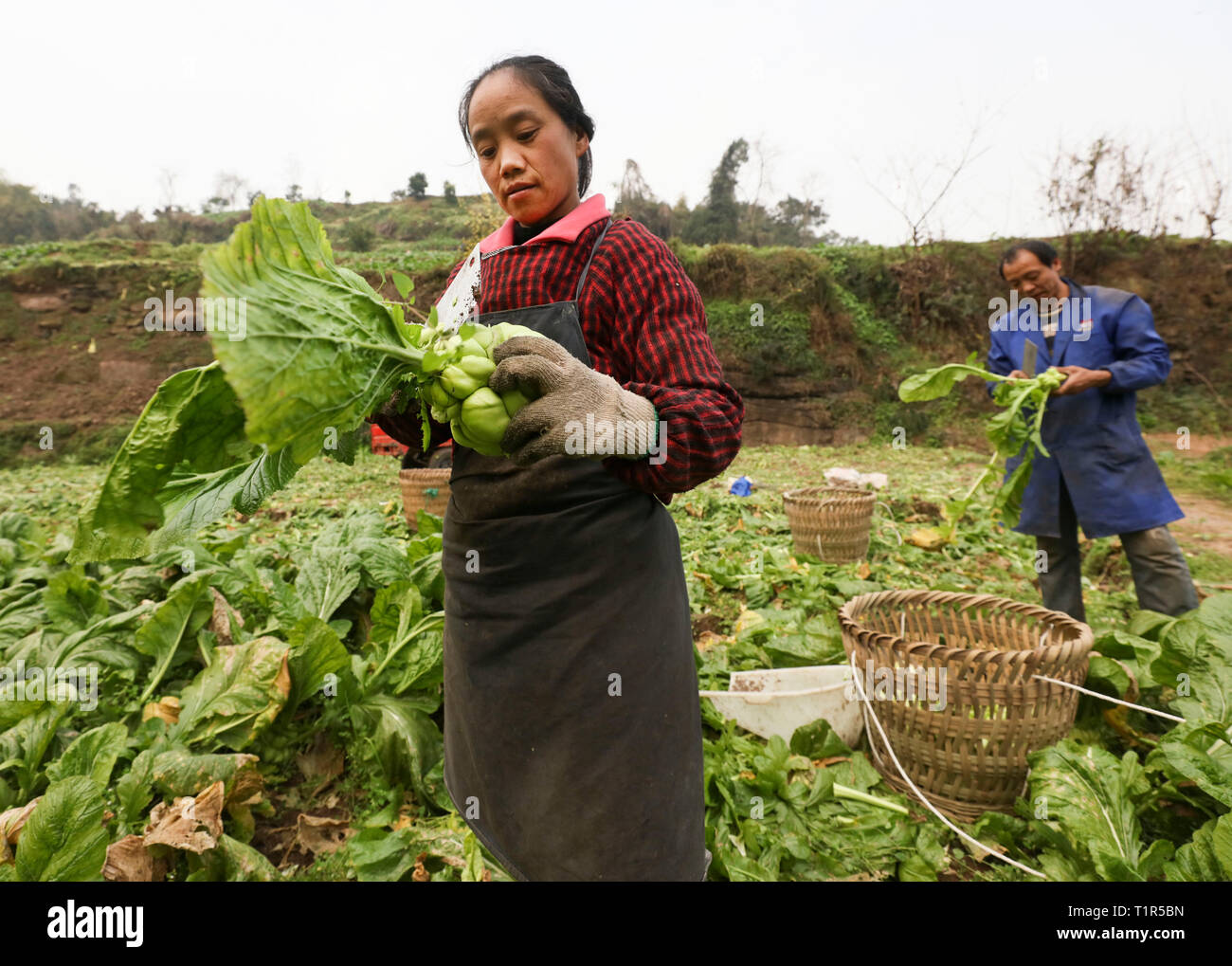 (190328) -- CHONGQING, March 28, 2019 (Xinhua) -- Farmer harvest ...