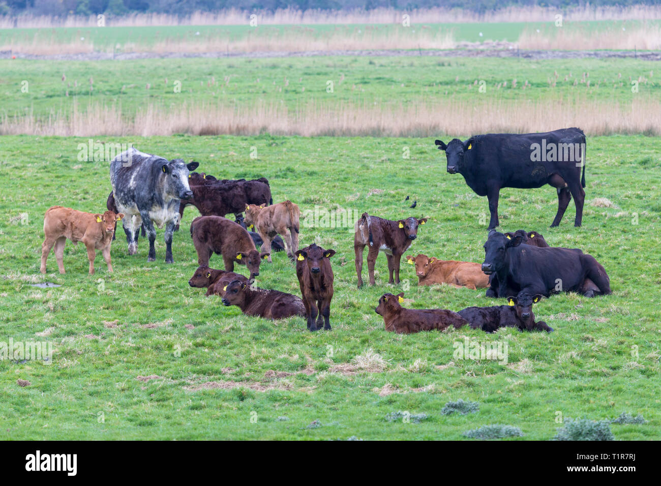 Kent/Sussex border, UK. 28th Mar, 2019. UK Weather: New calfs protected ...