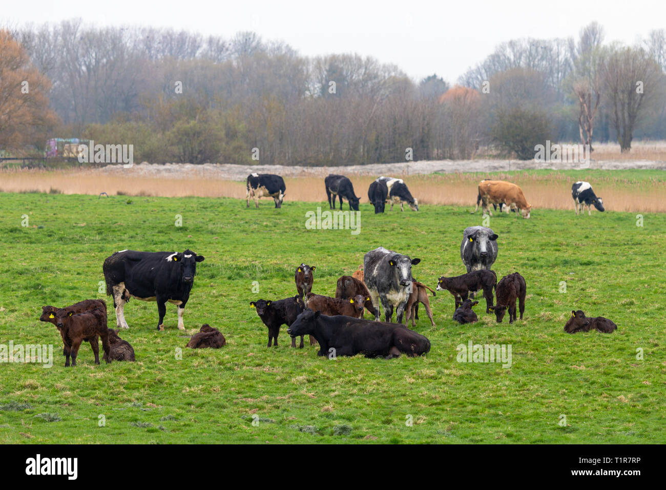 Kent and sussex border hi-res stock photography and images - Alamy