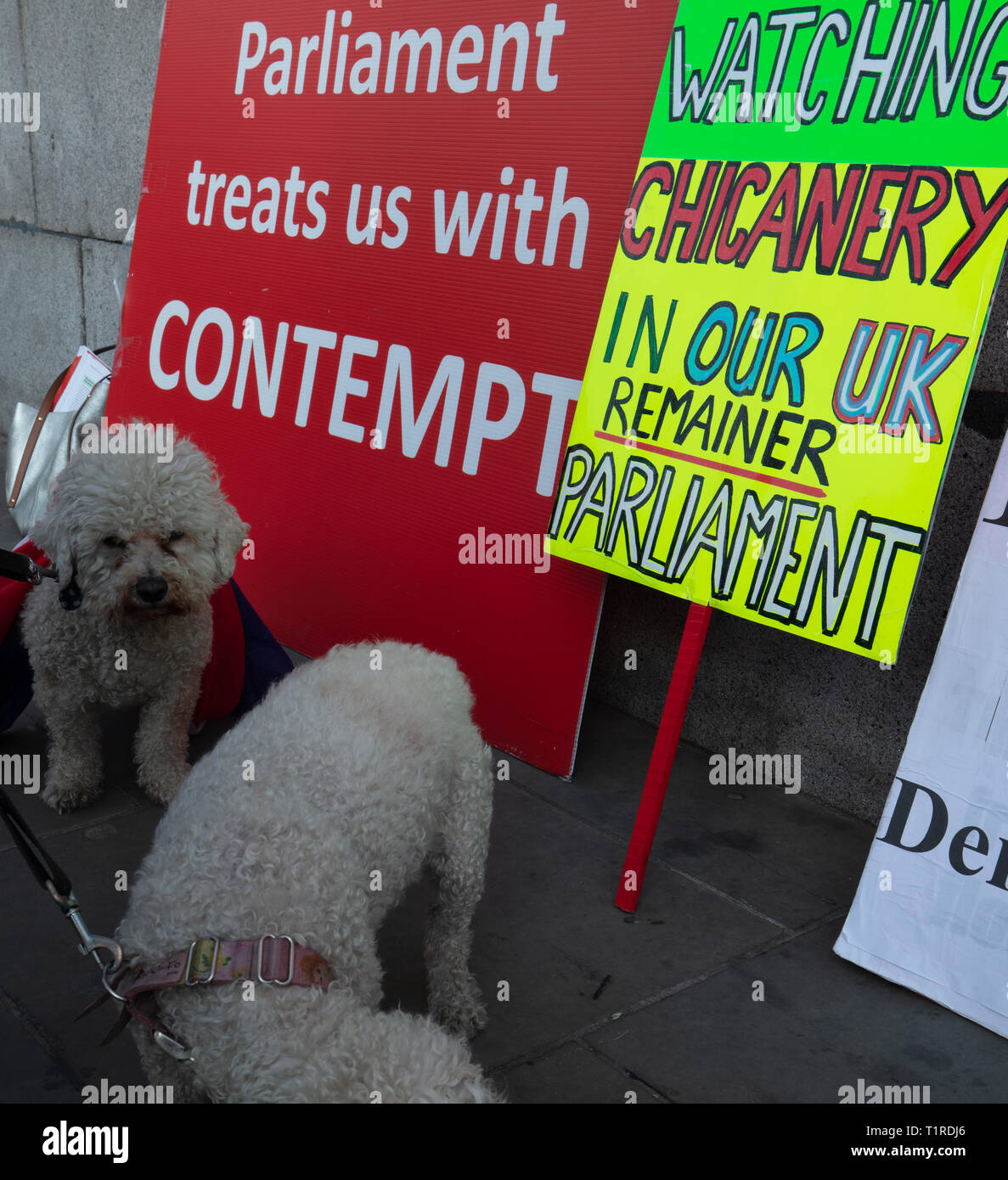 Two dogs at protest hi-res stock photography and images - Alamy