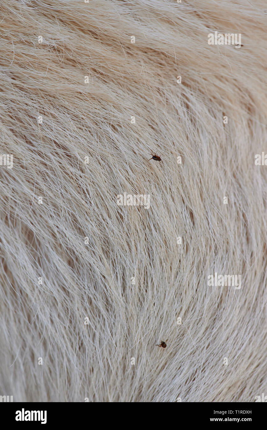 Flea jumping hi-res stock photography and images - Alamy