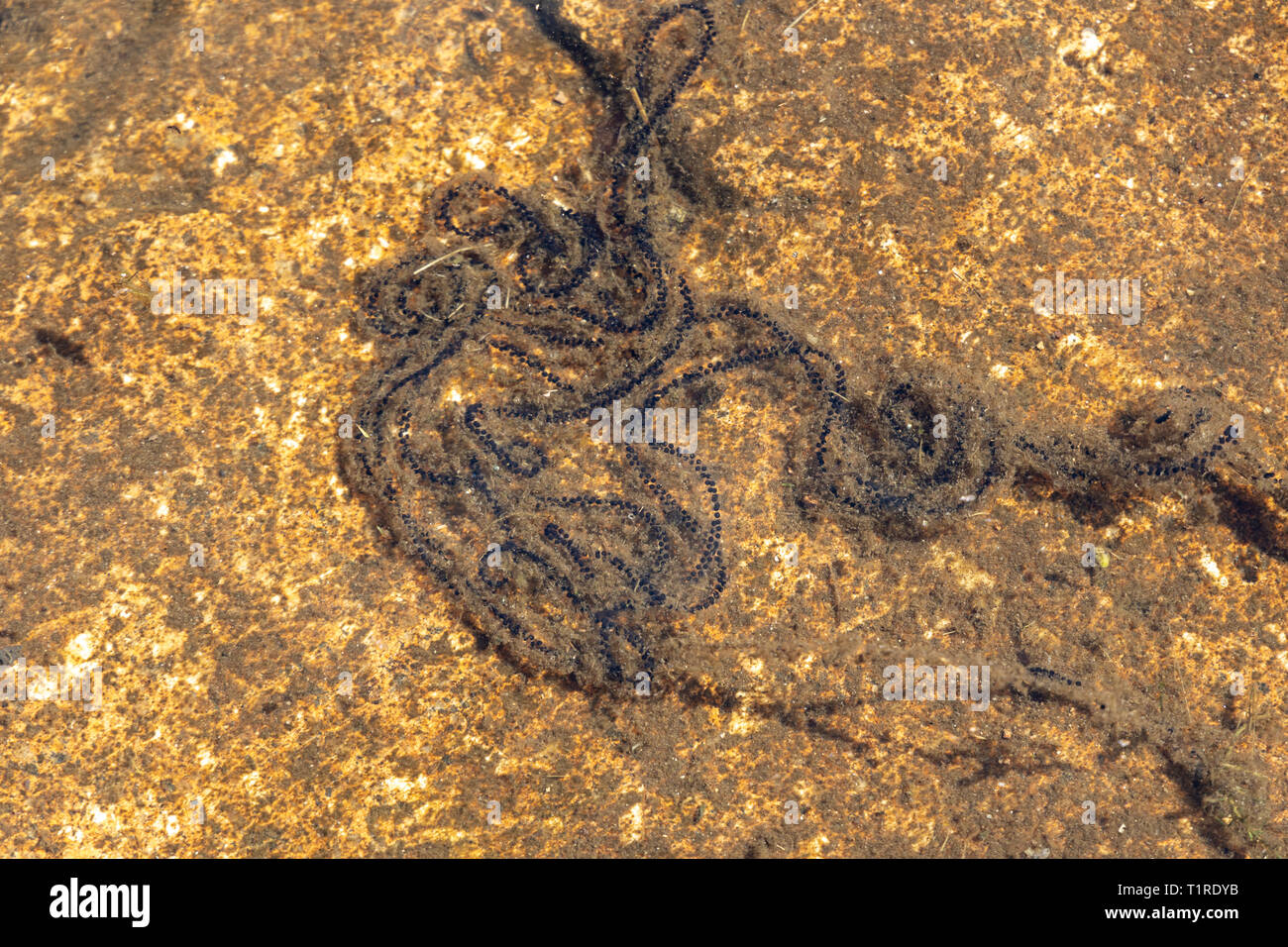 mating frogs laying frogspawn in pool Stock Photo - Alamy